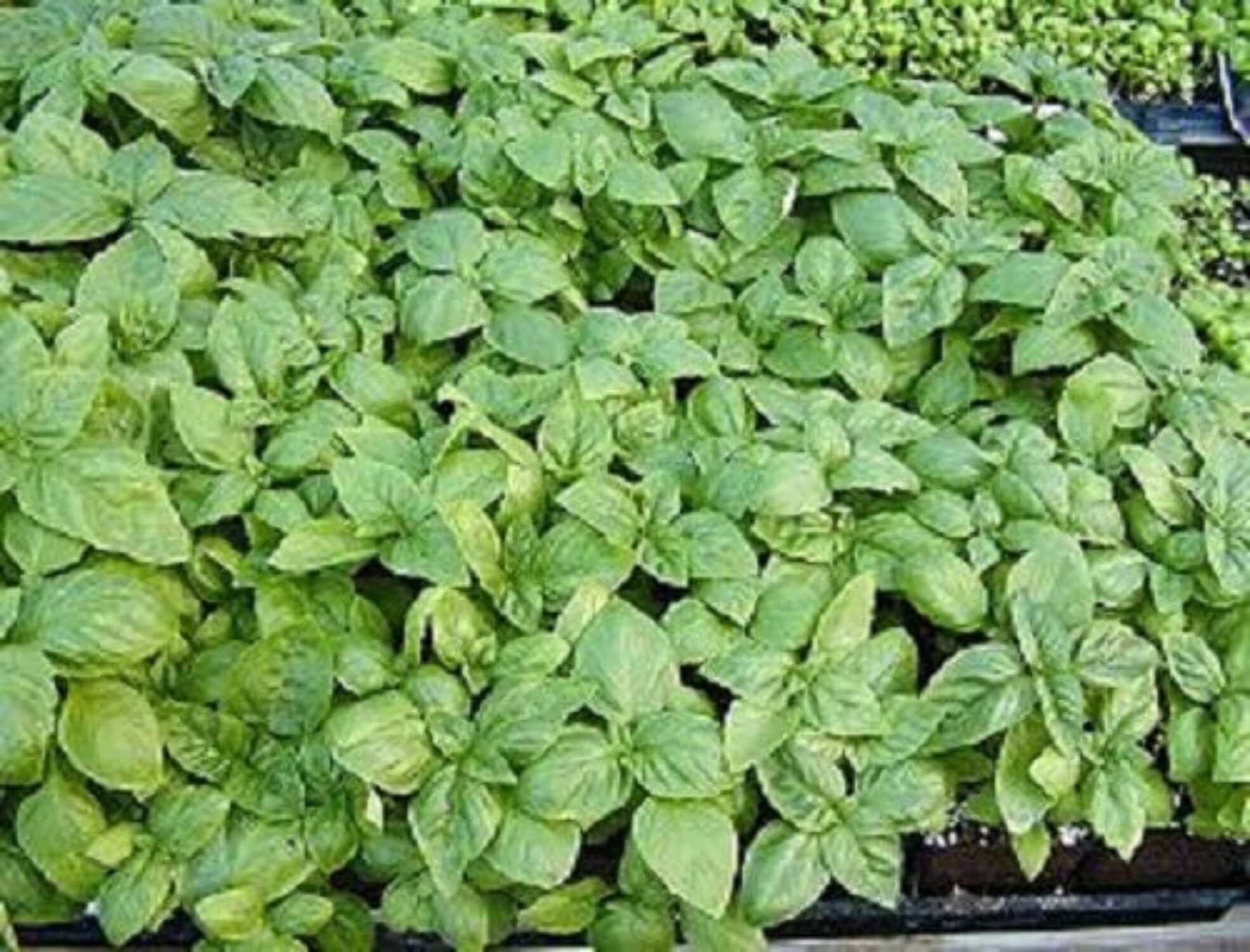 1000 Italian LARGE LEAF BASIL Ocimum Basilicum Herb Flower Seeds ...