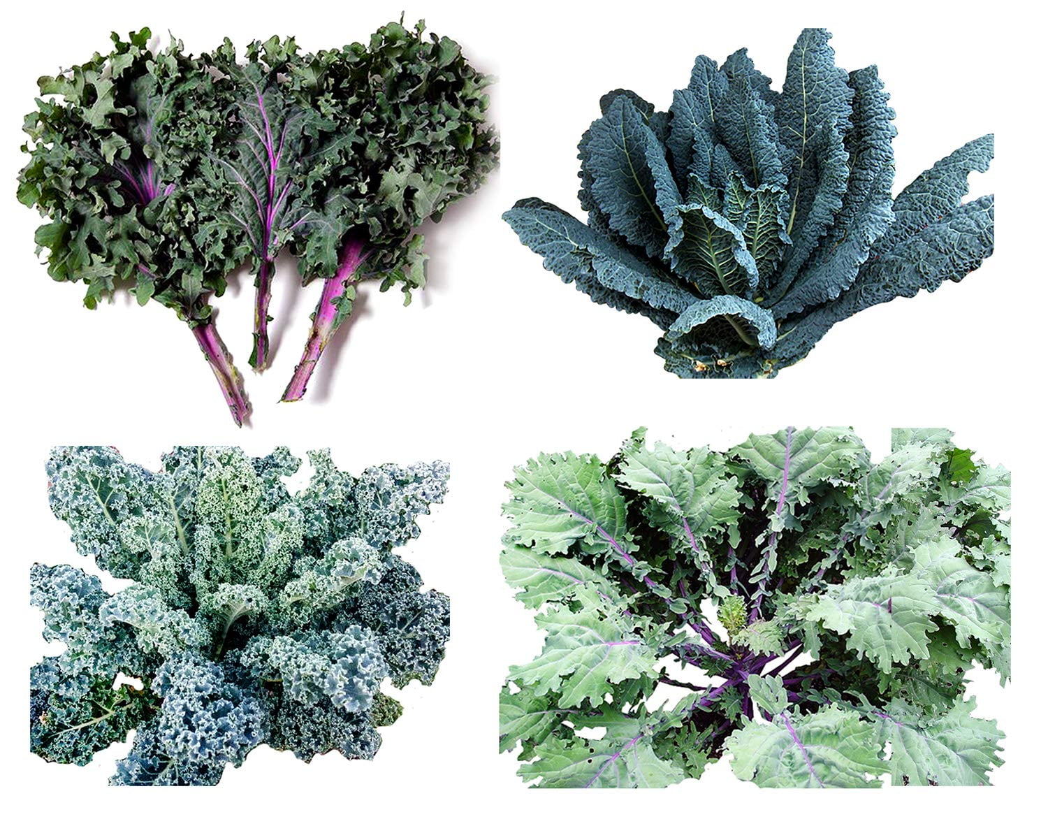 1000 Kale Mixed TWE5 Seeds, This is a Mix Dwarf Blue Curled, Lacinato Dinosaur, Siberian Dwarf ...