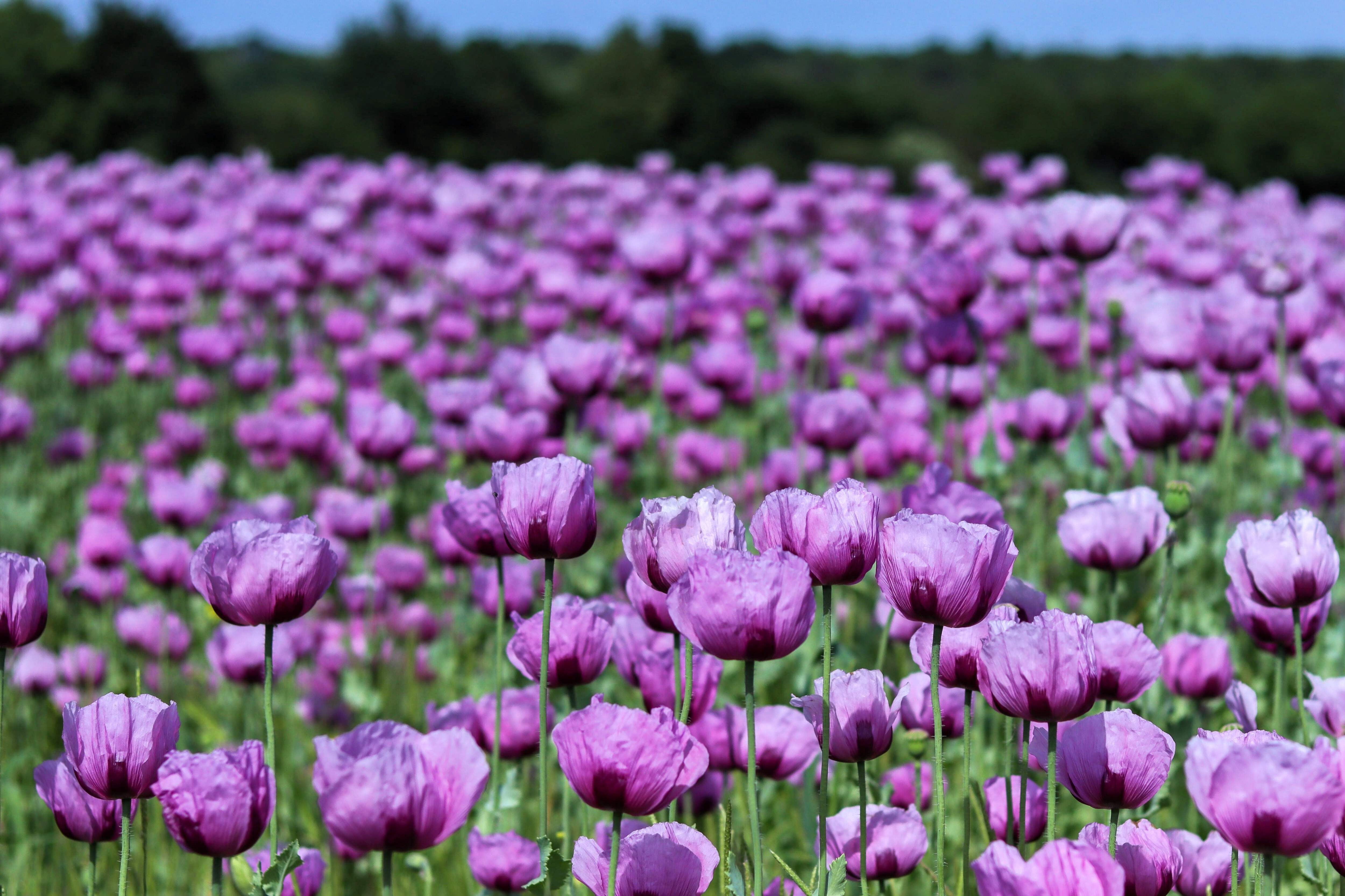 1000 LAVENDER POPPY Purple Papaver Somniferum Flower Seeds - Walmart.com