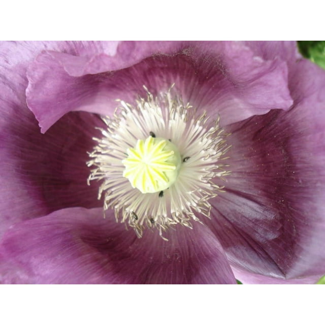 1000 LAVENDER POPPY Purple Papaver Somniferum Flower Seeds - Walmart.com