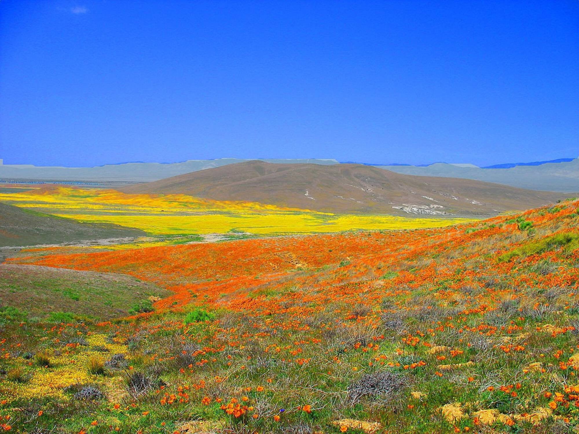 1000 Seeds MIXED Colors CALIFORNIA POPPY (Ballerina / Mission Bells ...
