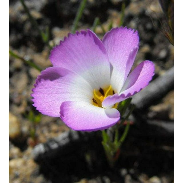 1000 MOUNTAIN PHLOX (California Phlox) Linanthus Grandiflorus Flower ...