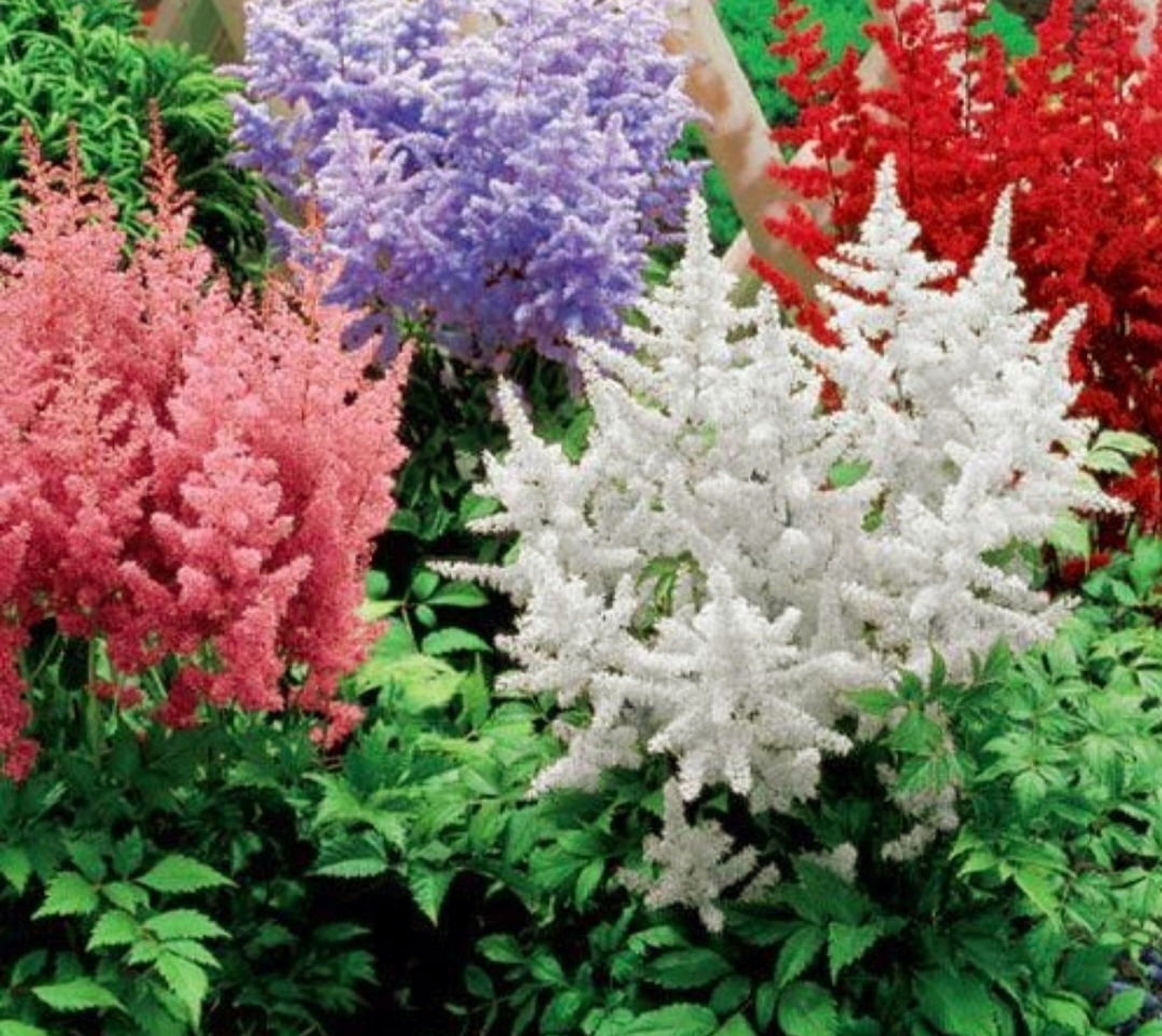 1000 Mix Astilbe Flower Seeds Perennial violet, red, pink, cream white ...