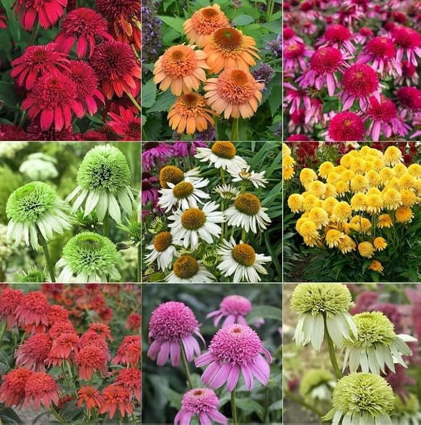 1000+ Mix Double Coneflower Seeds - MVR1 Coneflower Seeds Echinacea ...