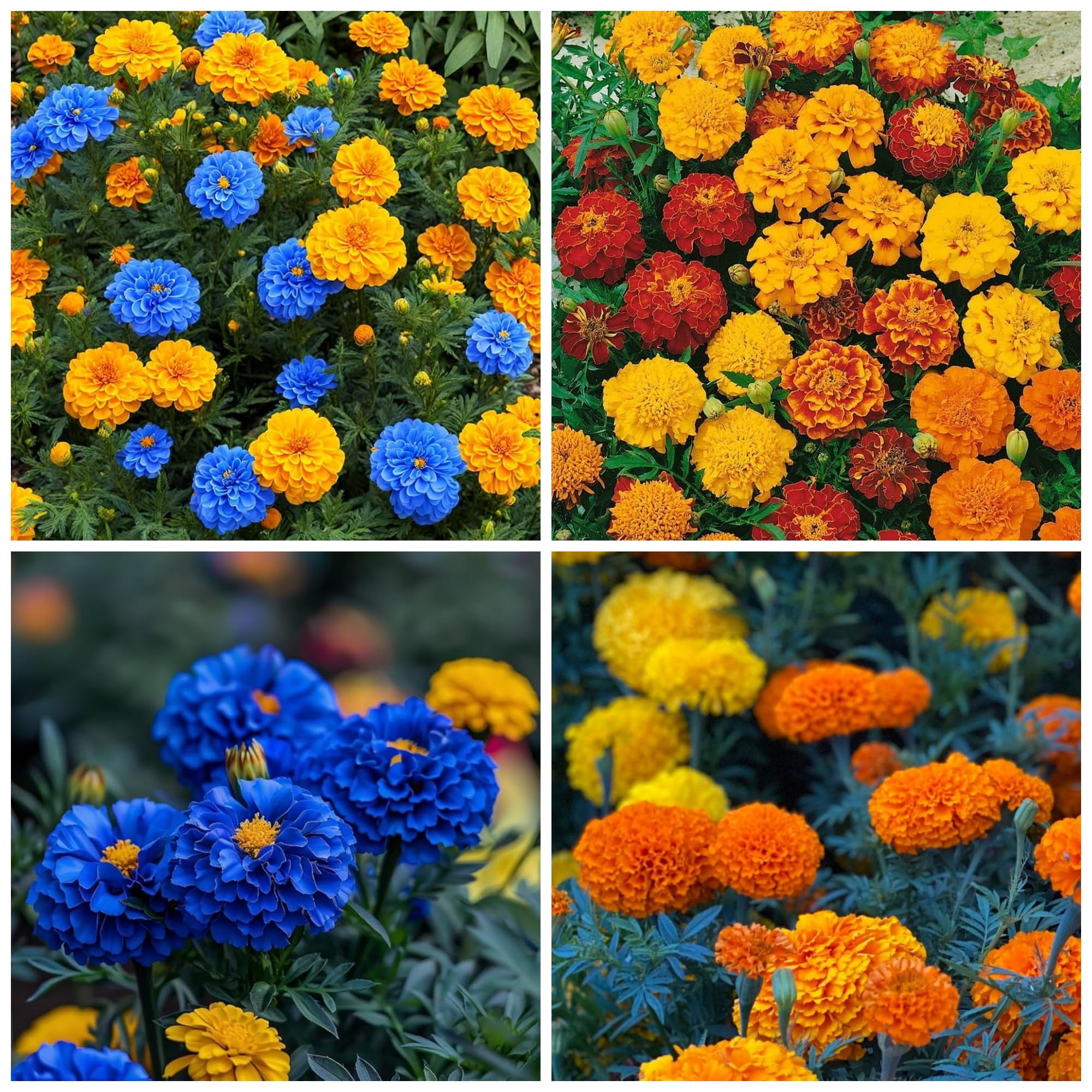 1000+ Mix French AJH3 Marigold Seeds for Planting - Marigold Garden Flower Seed to Plant Open ...