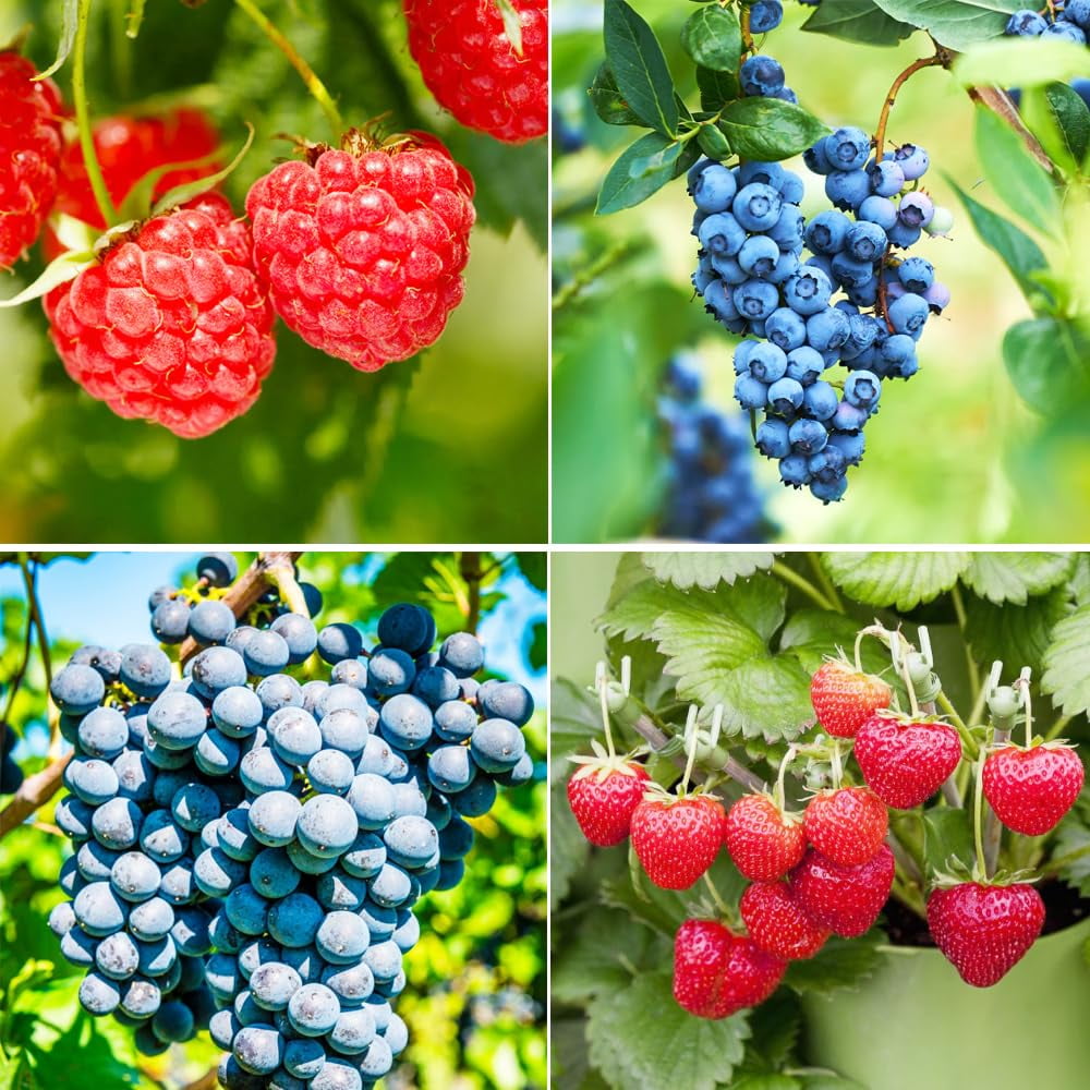 1000+Mixed Fruit Seeds Berry Seeds for Planting-80 Pcs Grapes&80 Pcs ...
