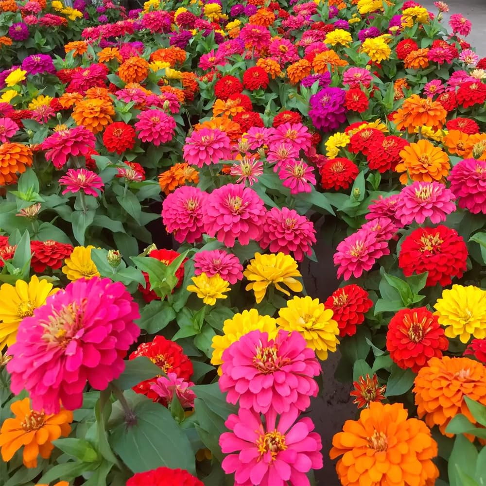 1000+ Mixed ZinniaITSC Seeds for Planting Outdoors, Non-GMO, Heirloom, Beautiful Zinnia Flower ...
