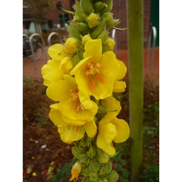 1000 Mullein Seeds - Verbascum thapsus - Herb - Great Mullein - Walmart.com