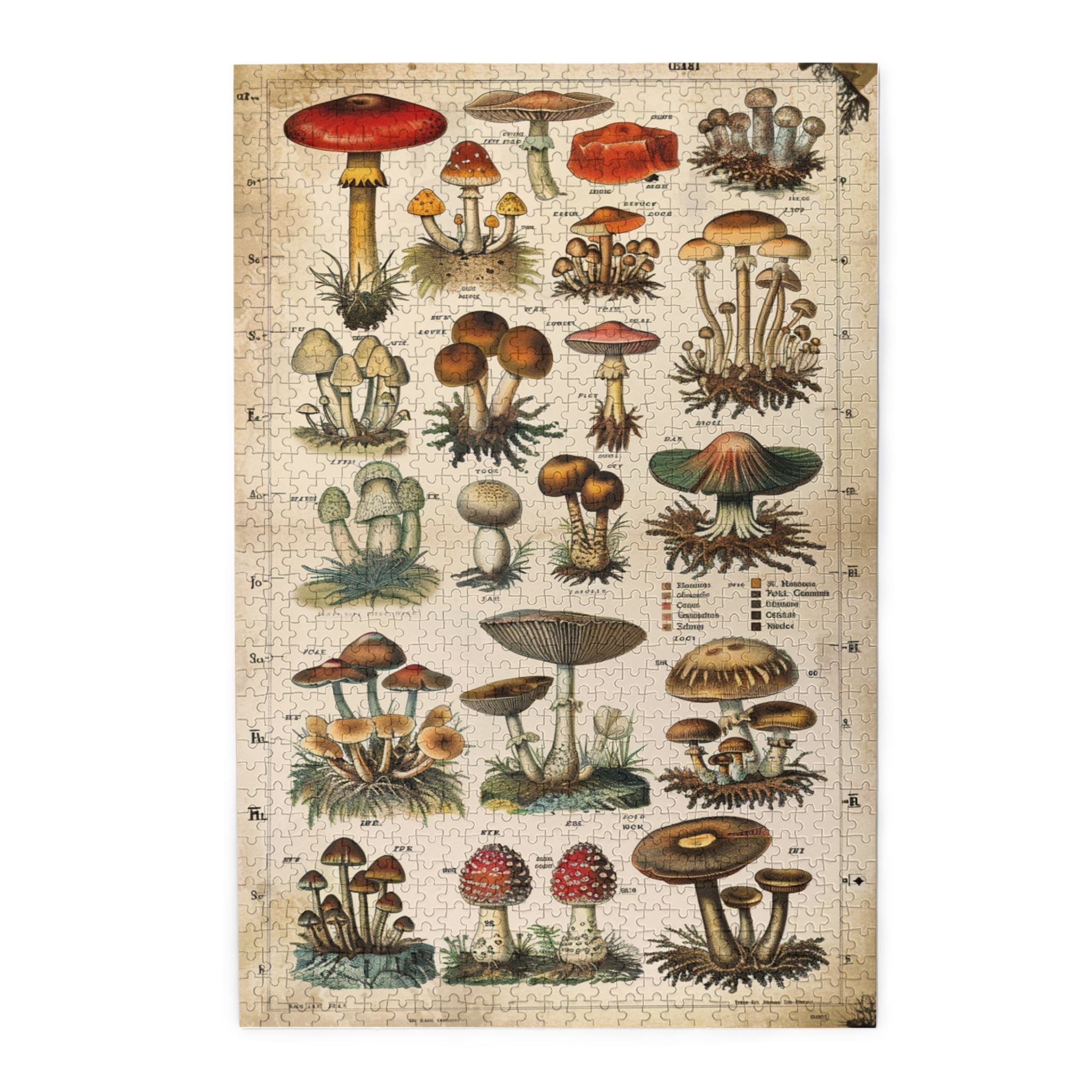 1000 PCS Mushroom Fungi Illustrated 1000 Piece Puzzle For Adults ...