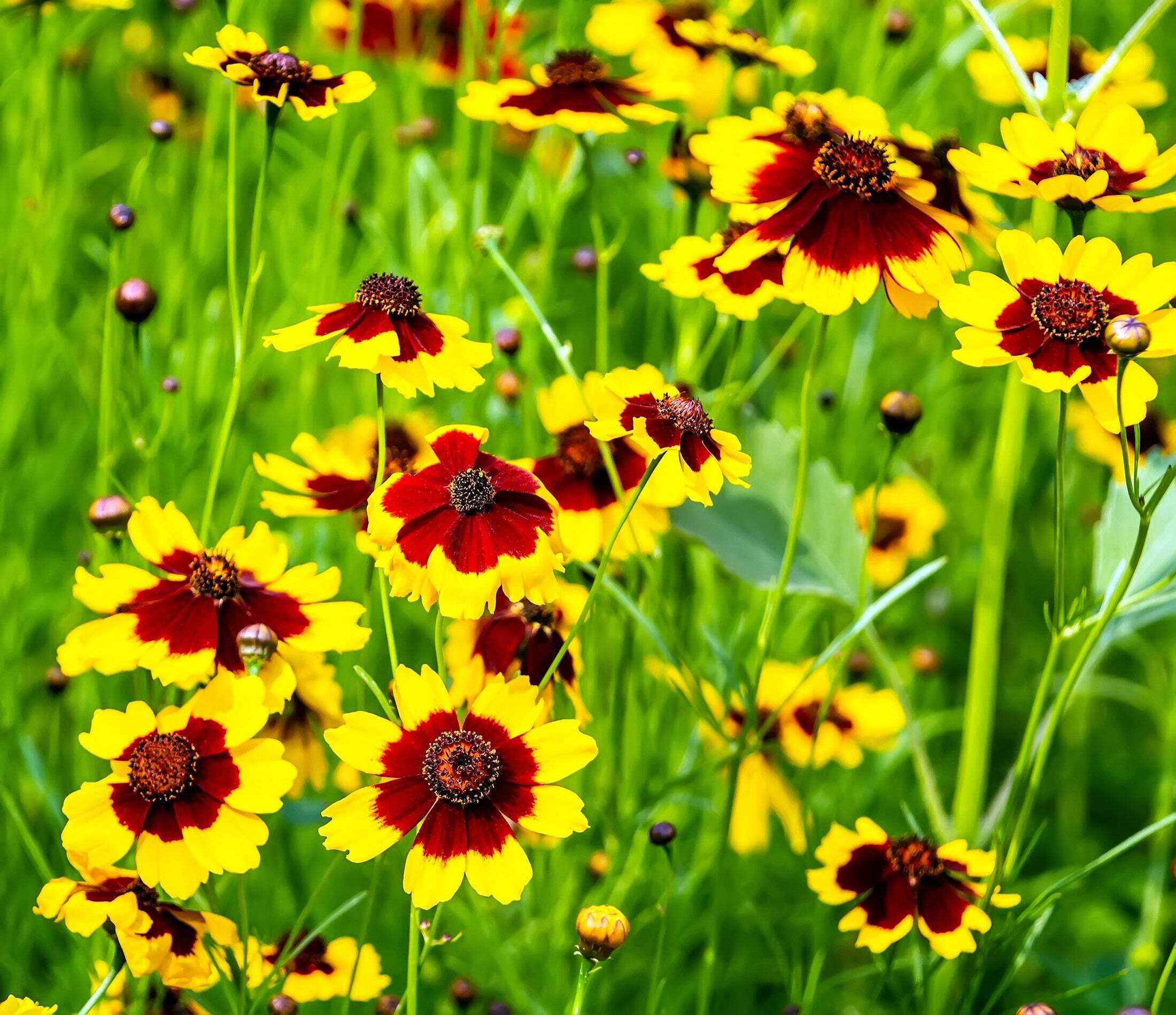 1000 PLAINS COREOPSIS (Golden Tickseed) Coreopsis Tinctoria Flower ...