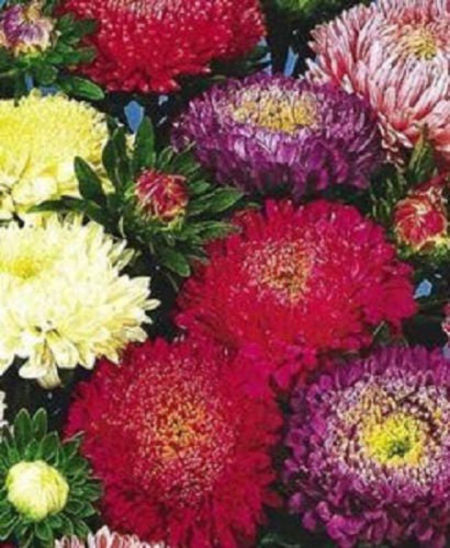1000 POWDER PUFF ASTER Mix Callistephus Chinensis Flower Seeds ...