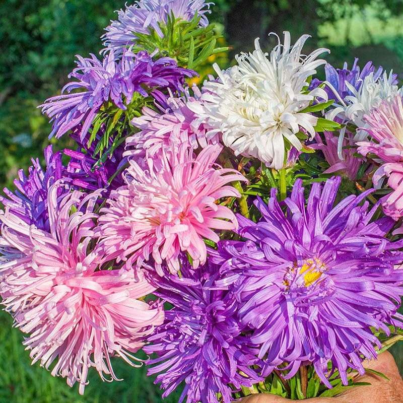 1000+ Perennial Aster Flower Seeds for Planting H2FSDOutdoors-Rainbow ...