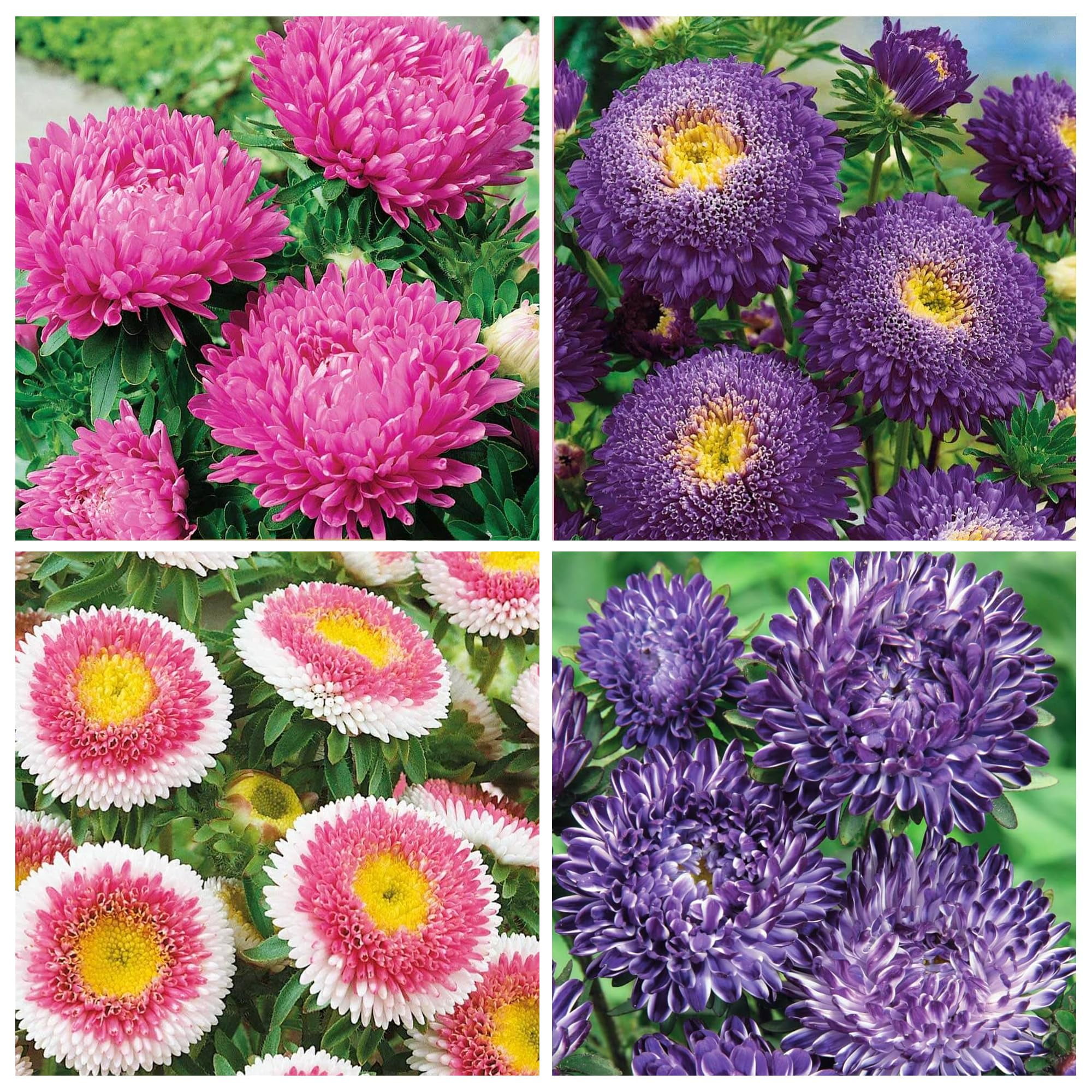 1000+ Perennial Mix Aster Flower Seeds for MHD1Planting Outdoors ...