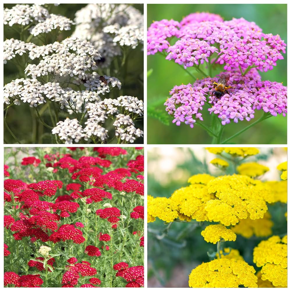 1000+Perennial Mixed Yarrow Flowers Seeds for BSL1 Planting Outdoor ...