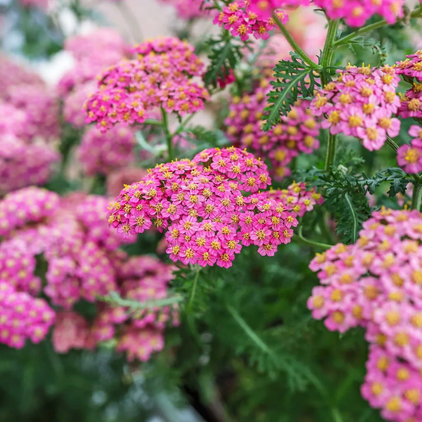 1000+Perennial Mixed Yarrow Flowers Seeds for Planting H2FSDOutdoor ...