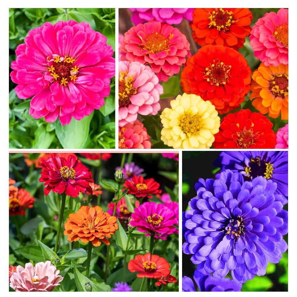 1000+Perennial Zinnia Flower TWE5 Seeds for Planting Outdoor-Annual ...