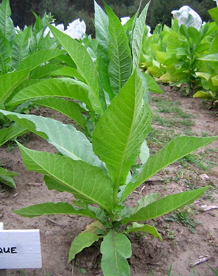 1000 Perique Tobacco Seeds ~ Heirloom Nicotiana Tabacum ~ Distinctive ...