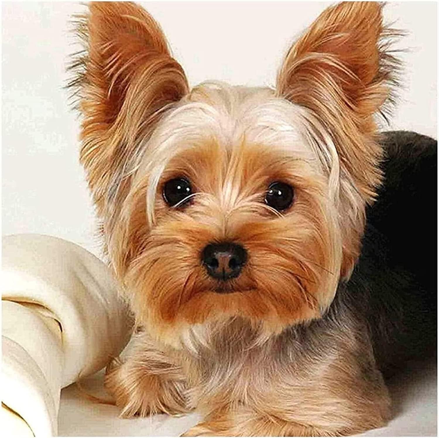 1000 Pieces Jigsaw Puzzle for Adults Cute Yorkie Dog Interesting ...