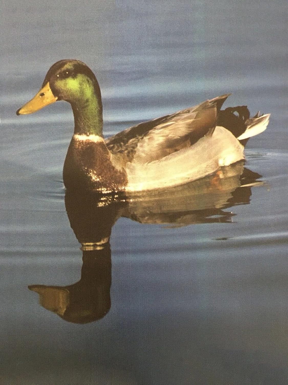 1000 Pieces Jigsaw Puzzles for Adults Teens Mallard Duck for Adolescent ...
