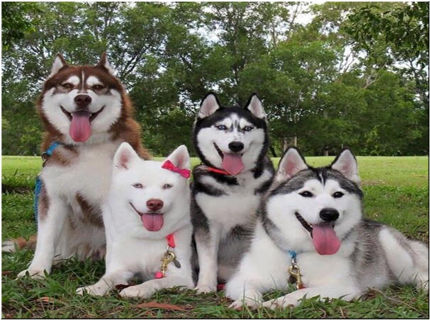 Jigsaw Puzzle for Adults, Colorful Husky Dog Family Pet Portrait, 1000 ...