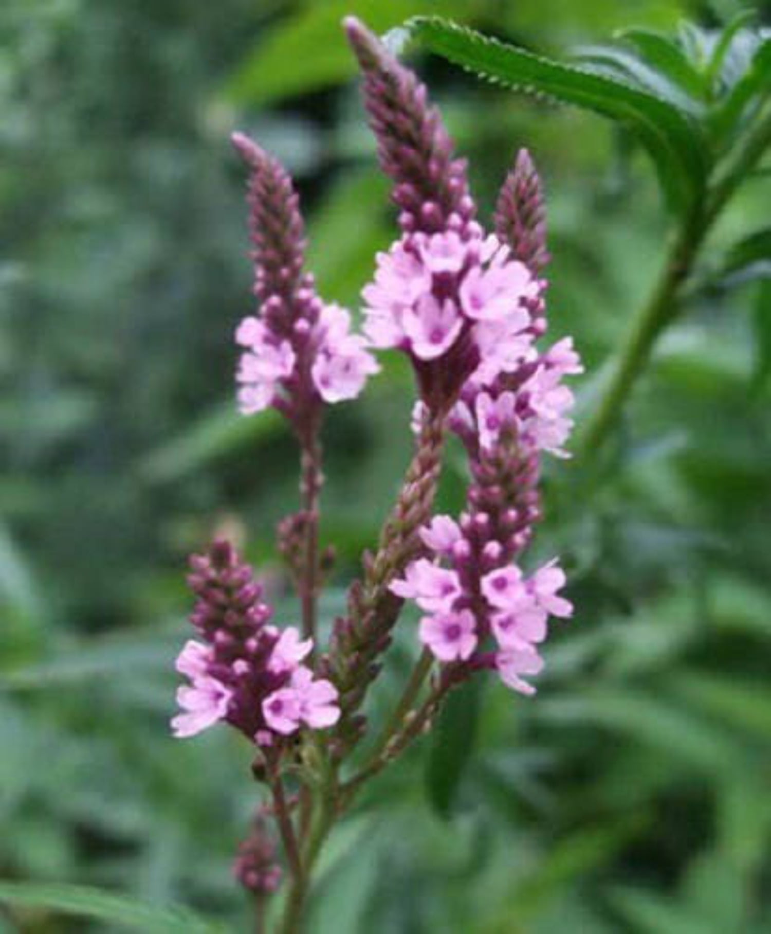 1000 Pink VERVAIN Verbena Hastata Rosea Flower Seeds - Walmart.com