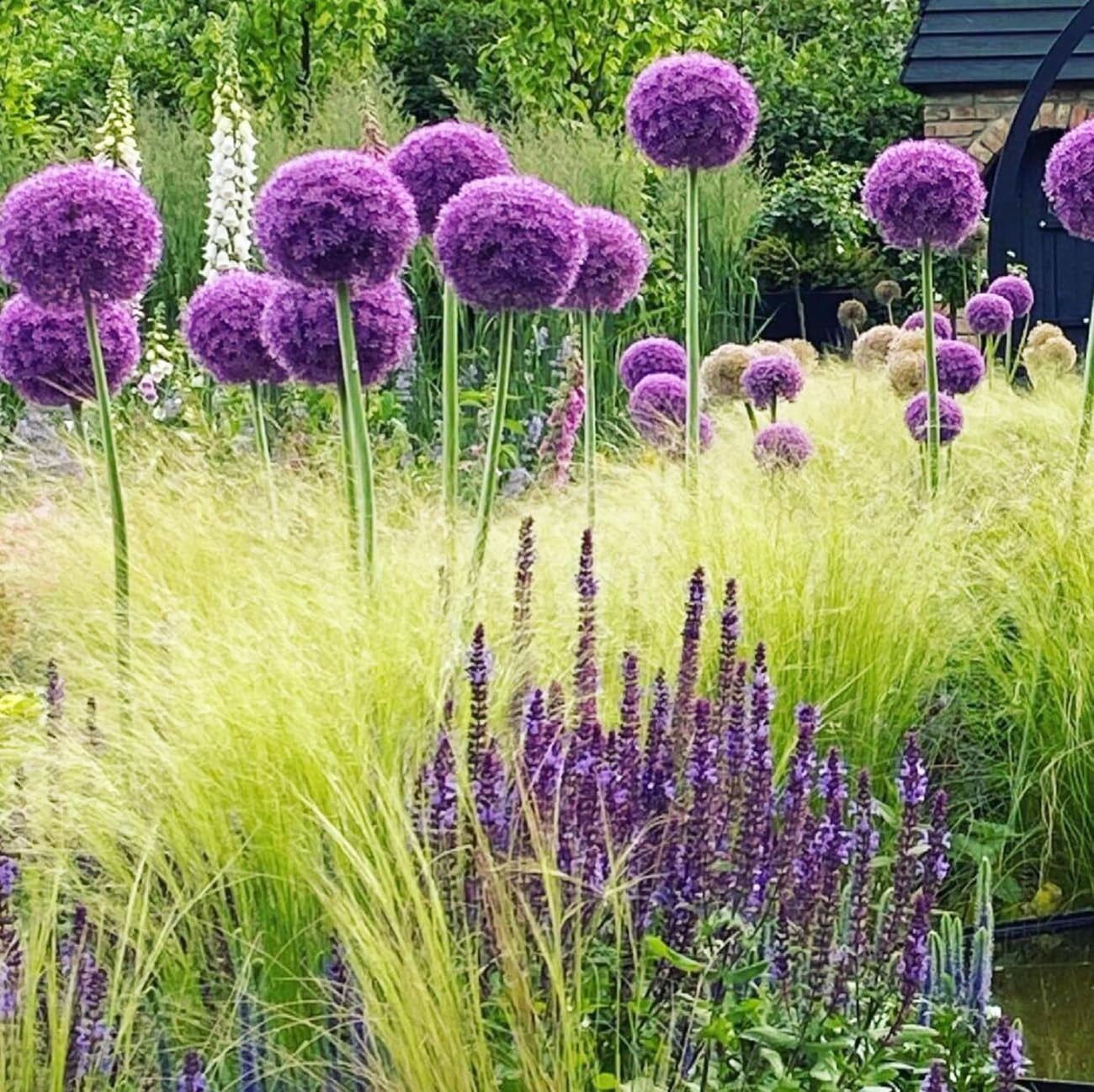 1000+ Purple Blue Rare Plant Flower MVR1 Seed for Planting Giant Allium ...