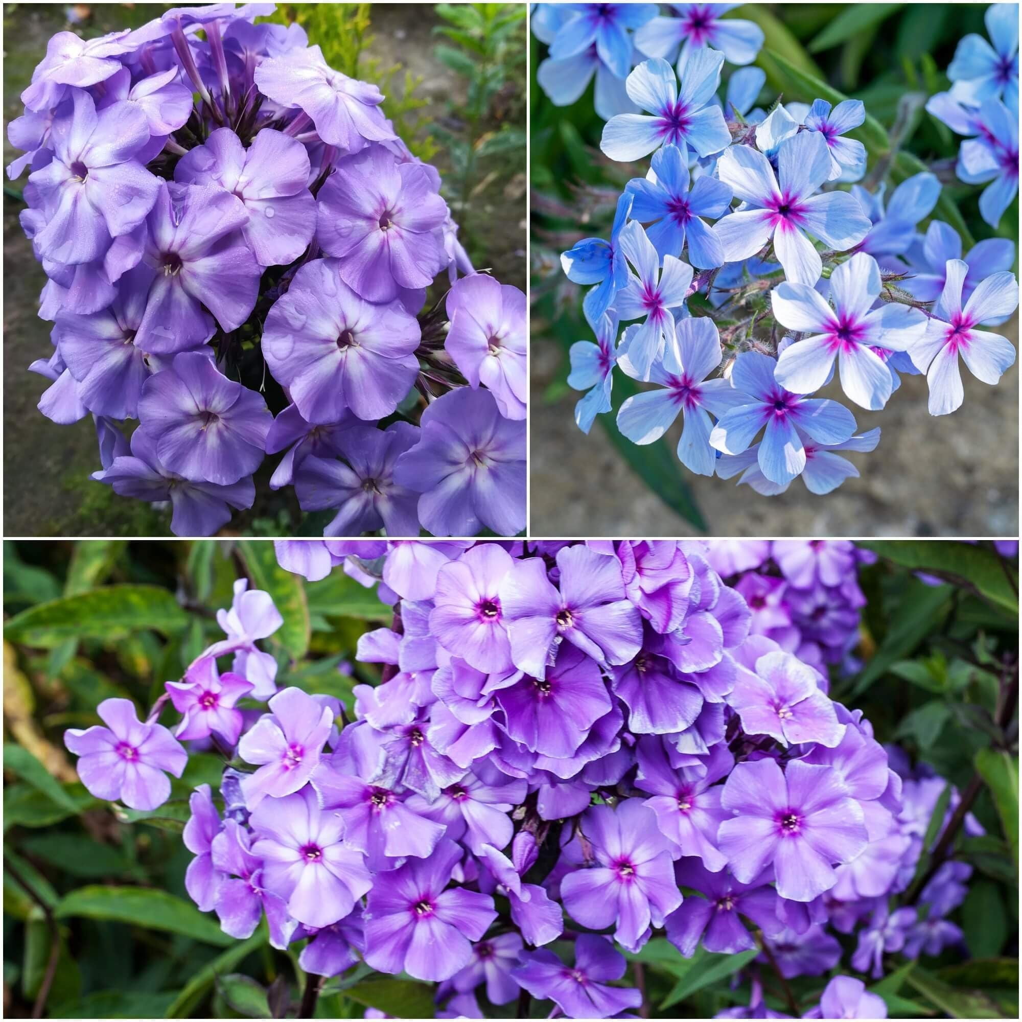 1000+ Purple PhloxUMRT Seeds for Planting - Bright Mixed Phlox ...
