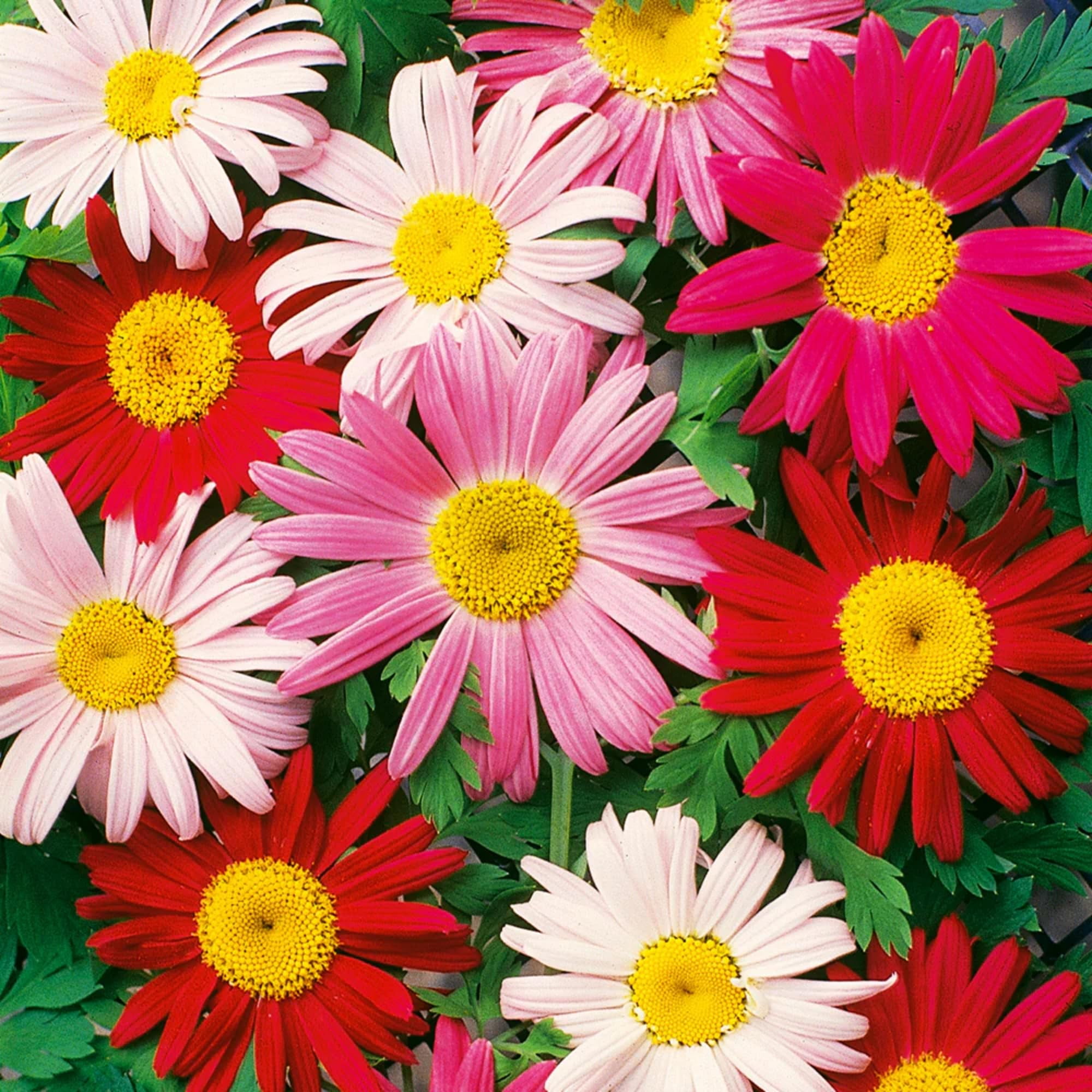 1000+ Pyrethrum Tanacetum Chrysanthemum Seeds - Pyrethrum MHD1Tanacetum ...