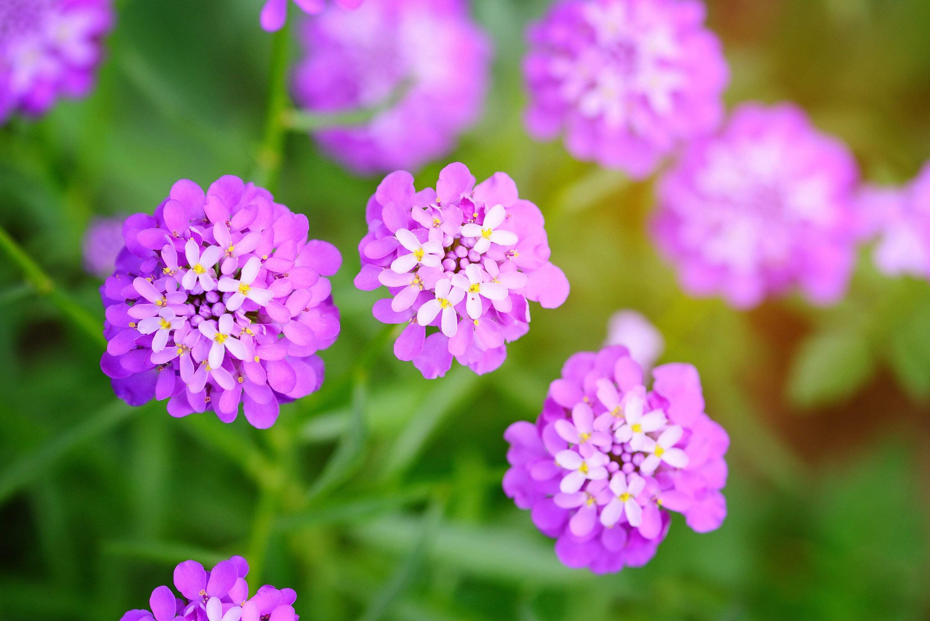 1000 ROSE CARDINAL CANDYTUFT Iberis Umbellata Flower Seeds - Walmart.com