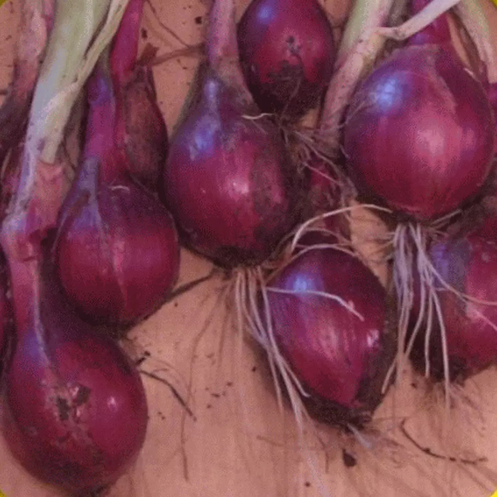 1000 Ruby Red Onion - Heirloom Non-GMO Onion Seeds - Strong and Sweet ...