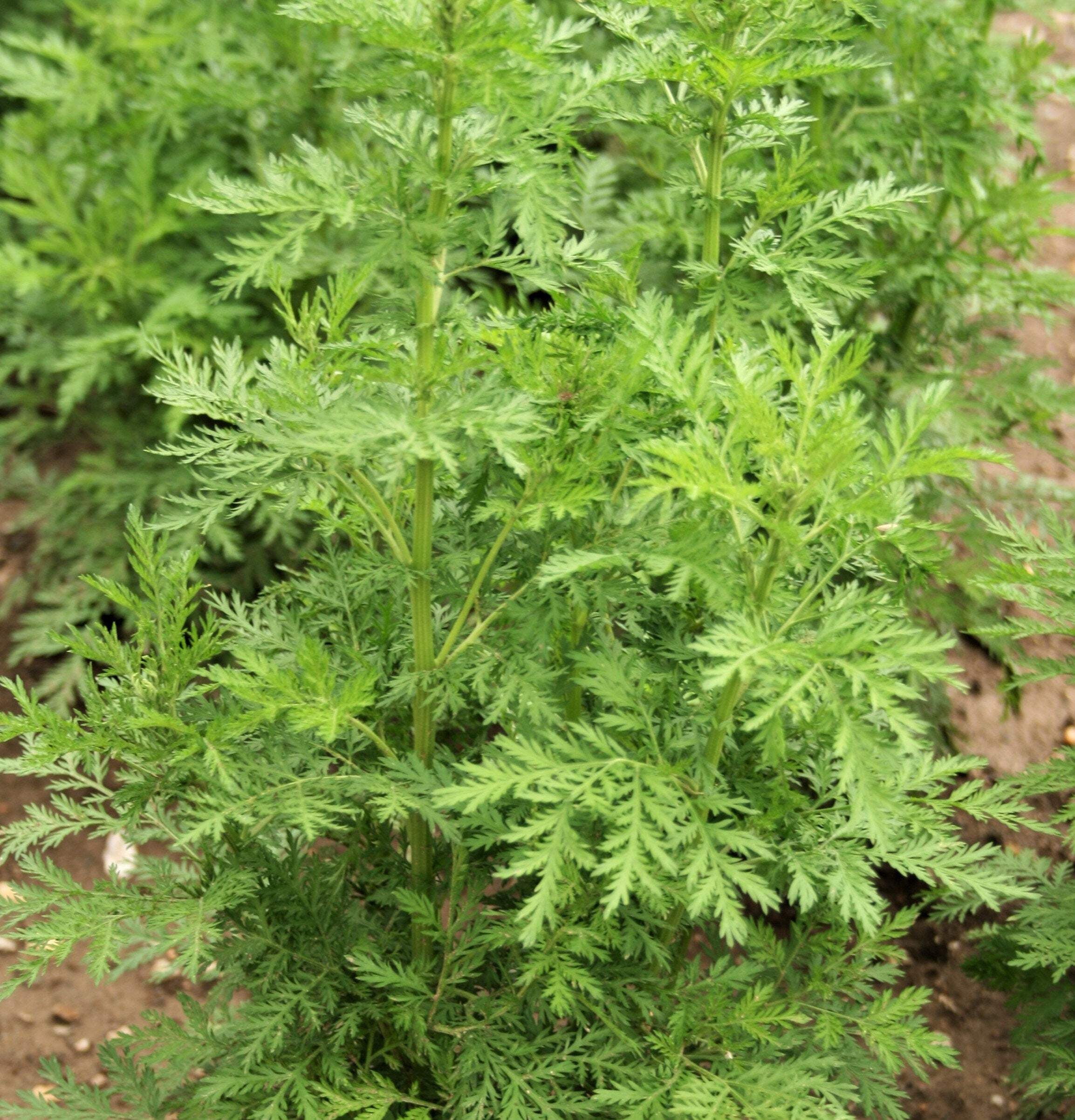 Seedville USA 1000 Sweet Wormwood Seeds, Artemisia Annua Herb, Fragrant ...