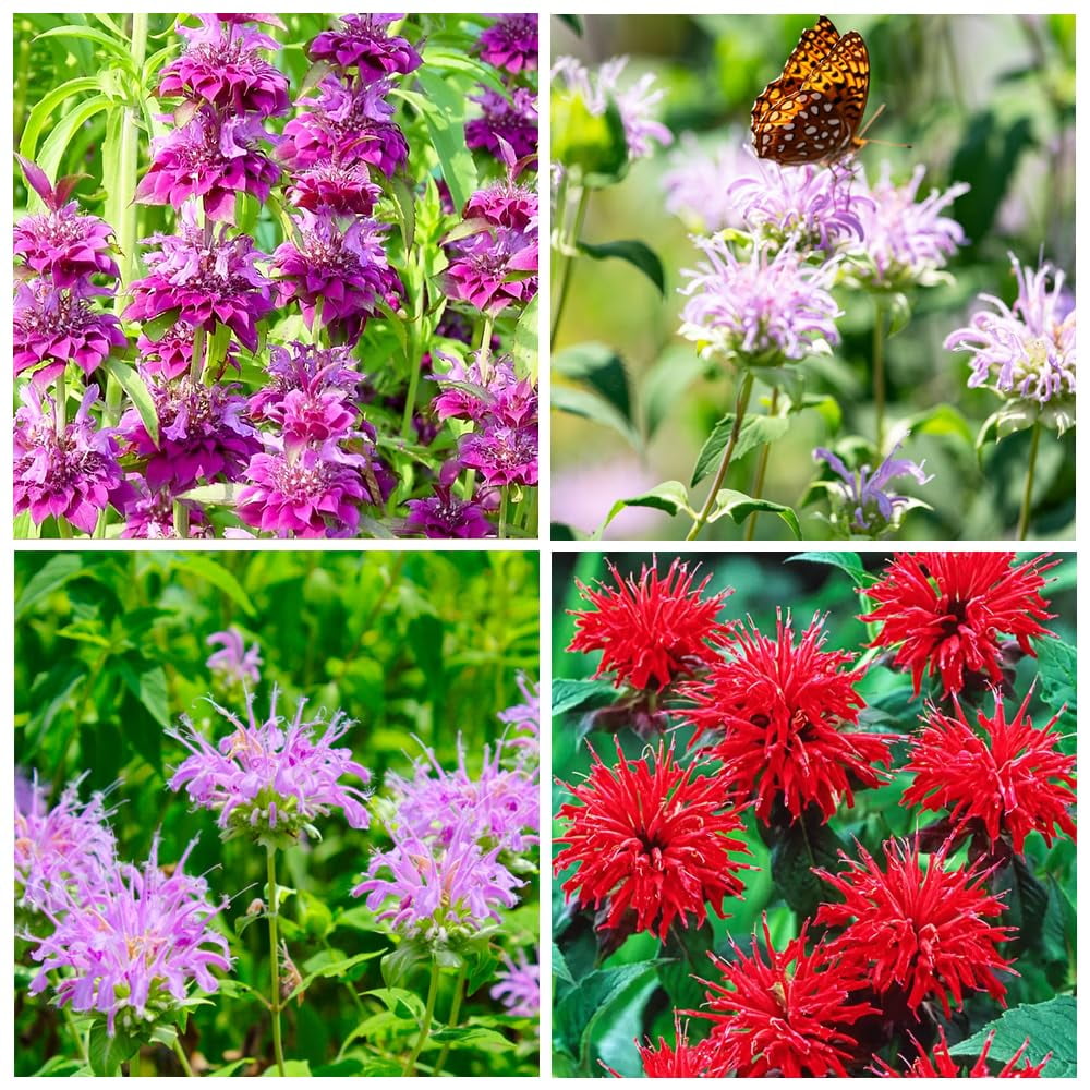 1000+ Seed BeeEGSC Balm Seeds for Planting Outdoor - Heirloom Non-GMO ...