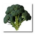 1000 * Seeds EARLY Fall RAPINI BROCCOLI Raab Brocoletti Brassica Ruvo ...