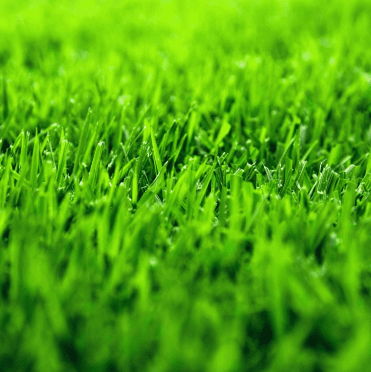 1000 Seeds Emerald Zoysia Grass Seeds for Planting, Zenith Zoysia Seeds ...