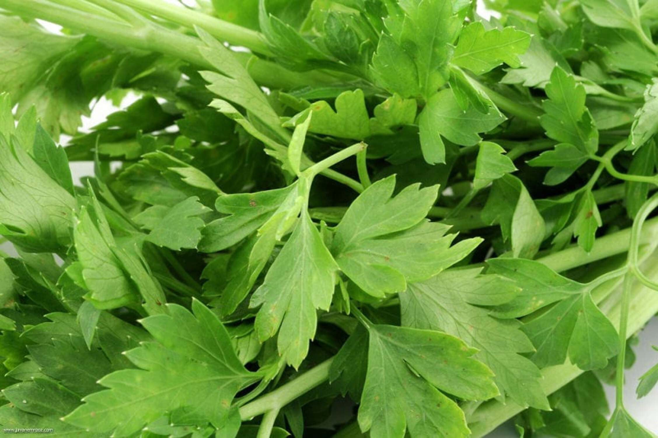 1000 Seeds GARNET Stem CATALOGNA ENDIVE Red Italian Chicory Cichorium ...