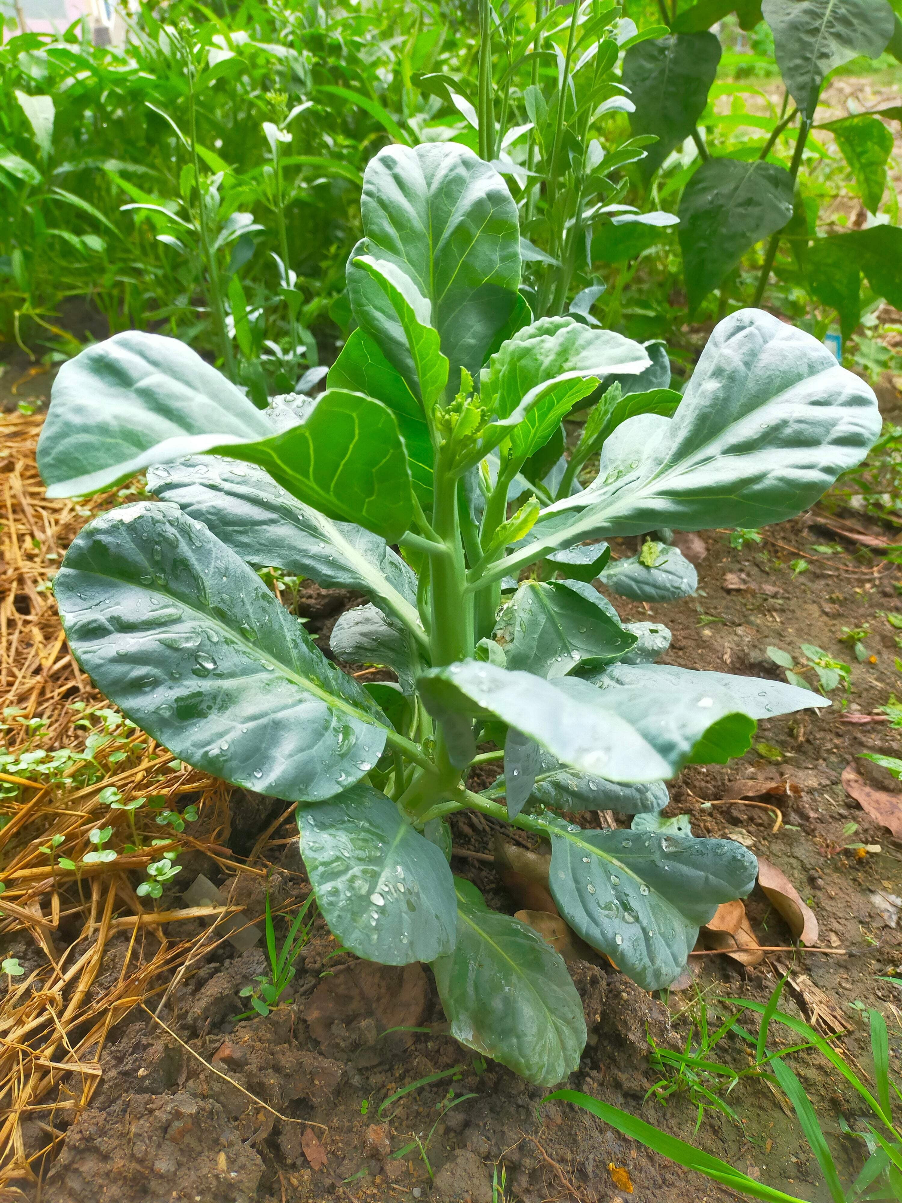 1000 Seeds HANOVER SALAD Spring KALE Smooth Siberian Brassica Napus ...