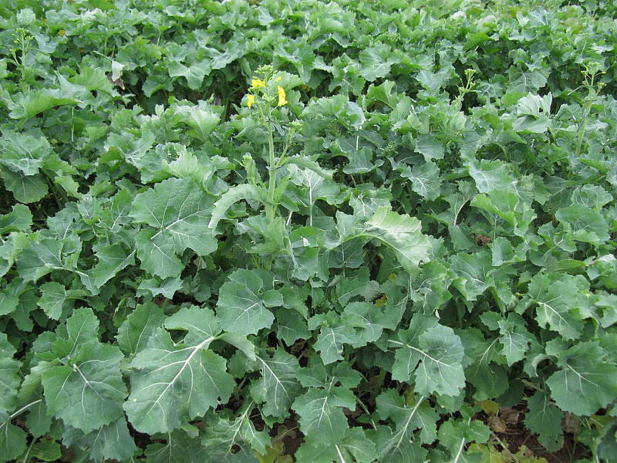 1000 Seeds HANOVER SALAD Spring KALE Smooth Siberian Brassica Napus ...