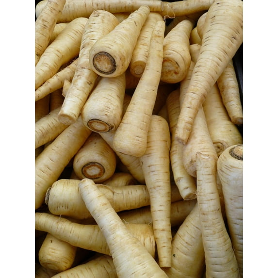 1000 Seeds HARRIS MODEL PARSNIP Pastinaca Sativa White 12" Root ...
