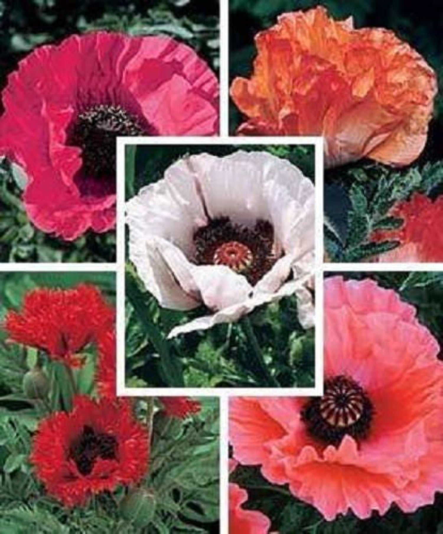 Oriental Poppy Mix 1000 Seeds, Papaver Orientale Flower Seeds, Mixed ...