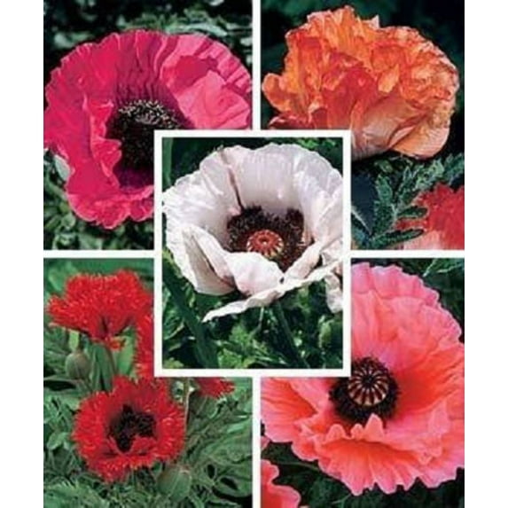 Oriental Poppy Mix 1000 Seeds, Papaver Orientale Flower Seeds, Mixed ...