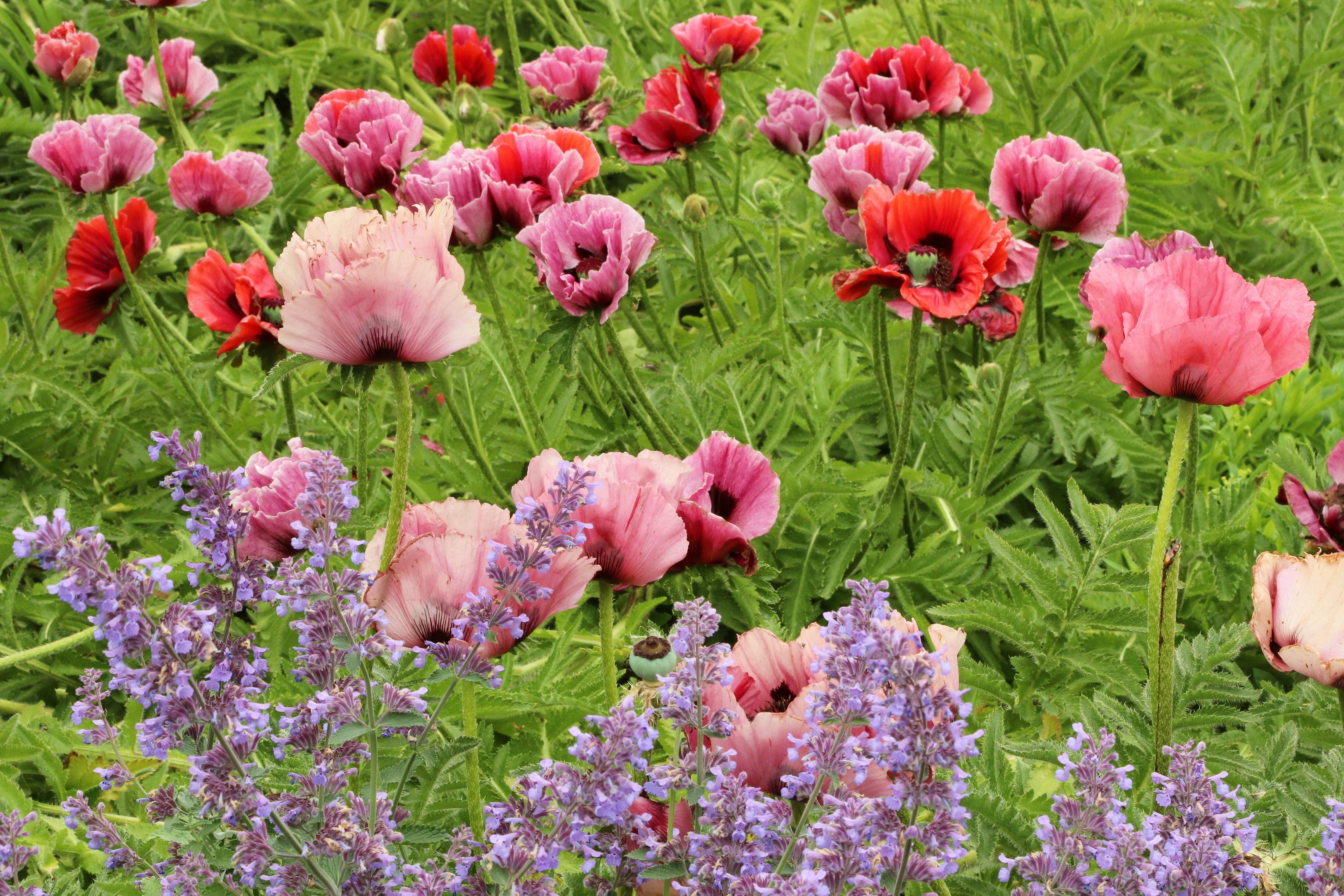 Oriental Poppy Mix 1000 Seeds, Papaver Orientale Flower Seeds, Mixed ...