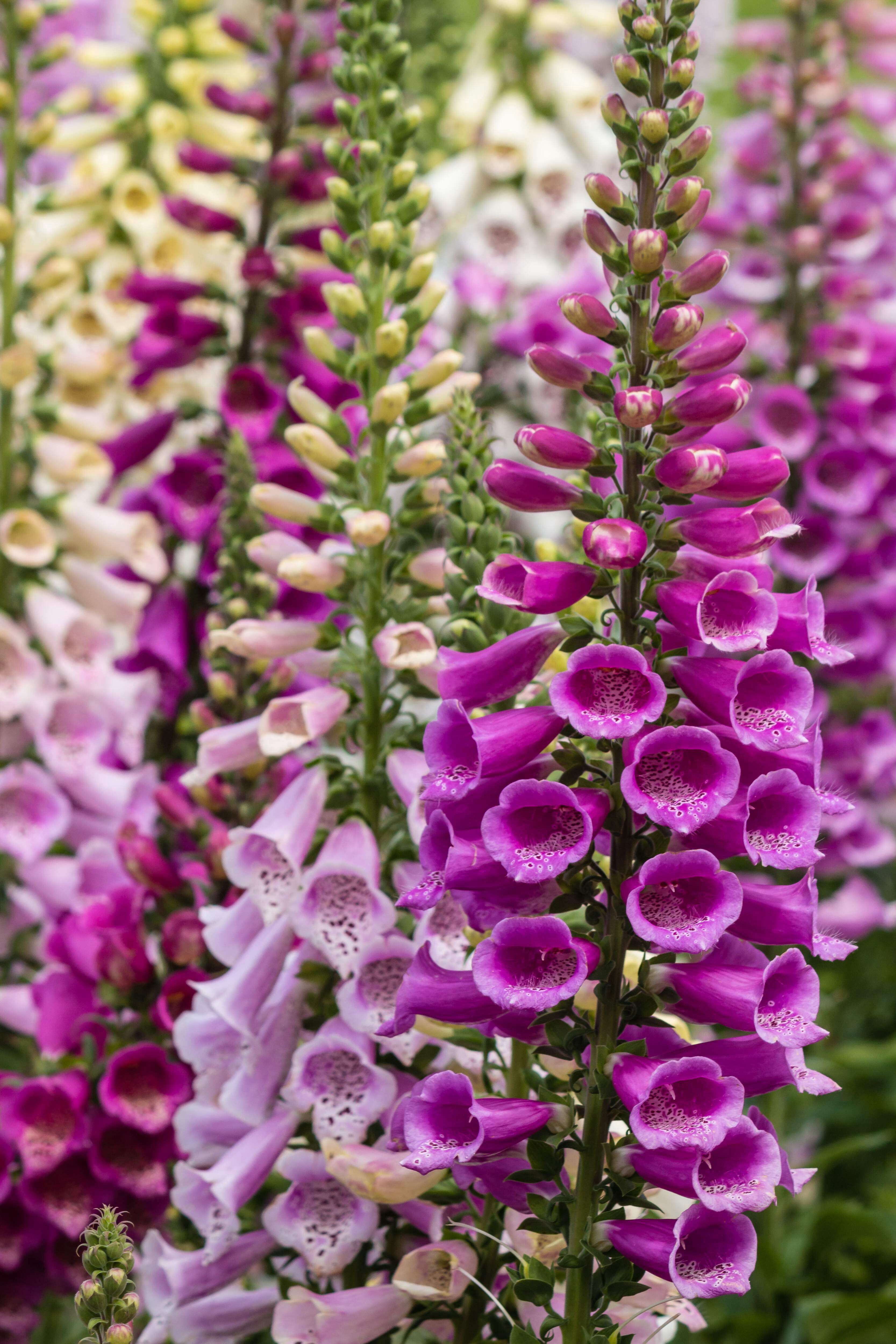 1000 Seeds MIXED FOXGLOVE Digitalis Purpurea Flower Seeds - Walmart.com