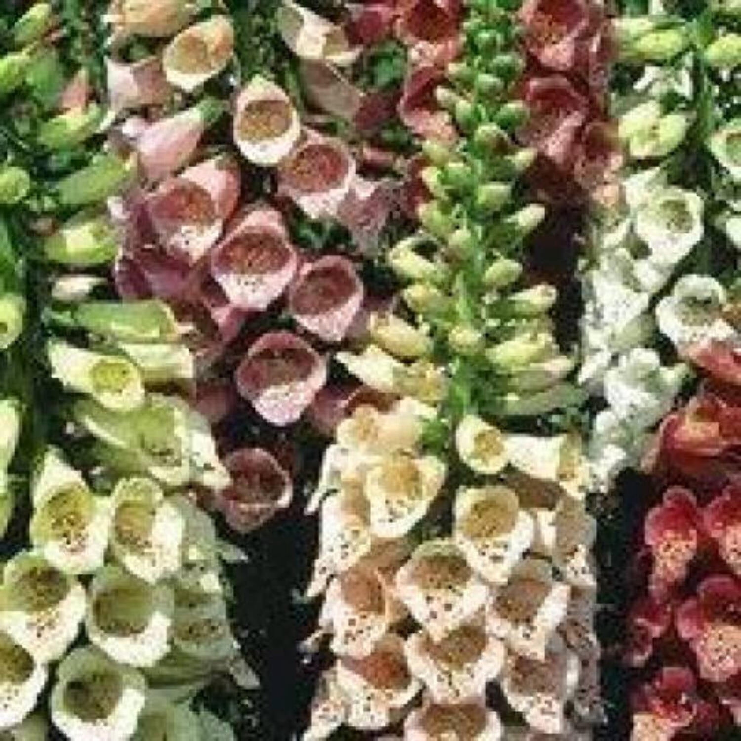 1000 Seeds MIXED FOXGLOVE Digitalis Purpurea Flower Seeds - Walmart.com
