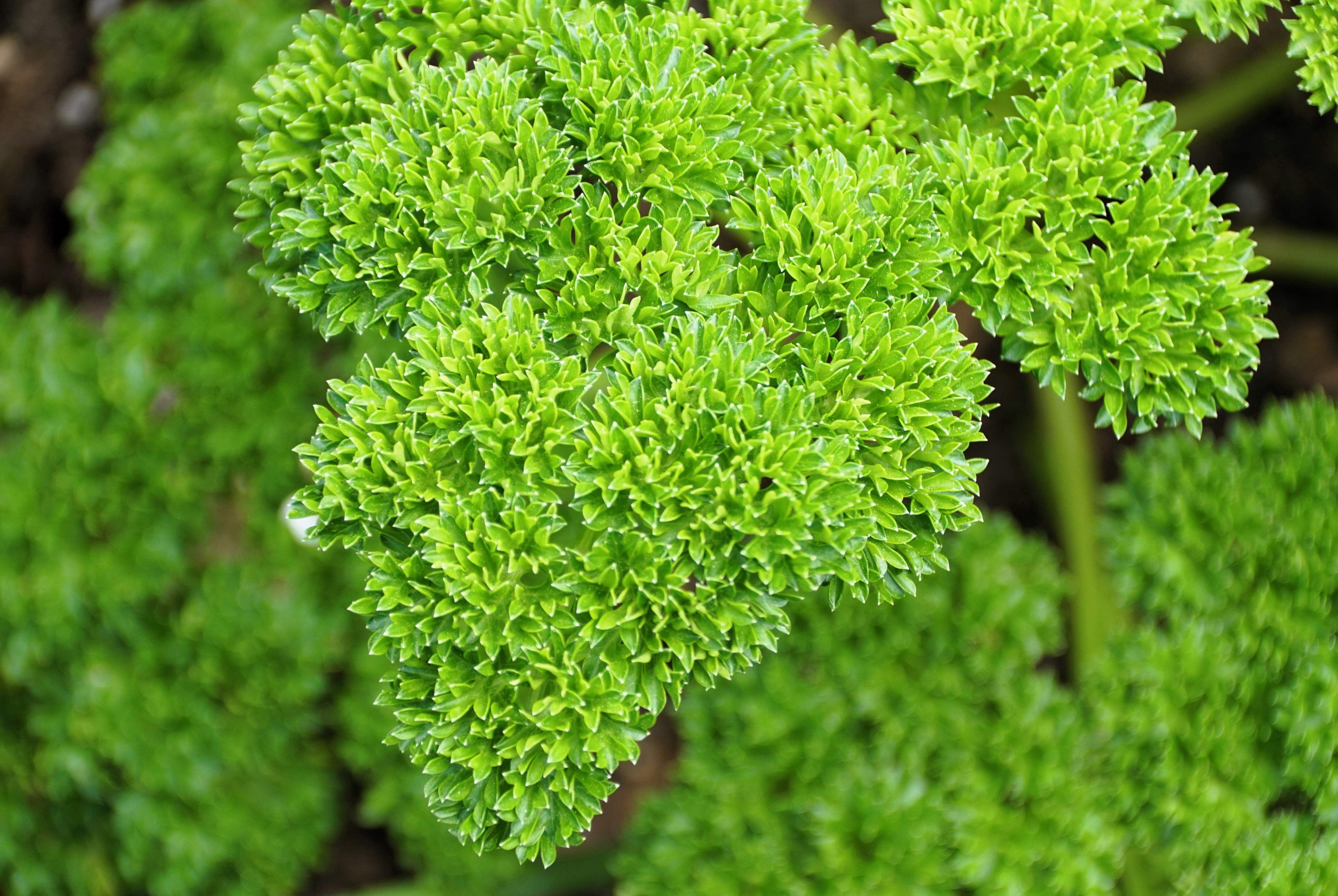 1000 * Seeds MOSS CURLED PARSLEY Petroselinum Crispum Herb Vegetable ...