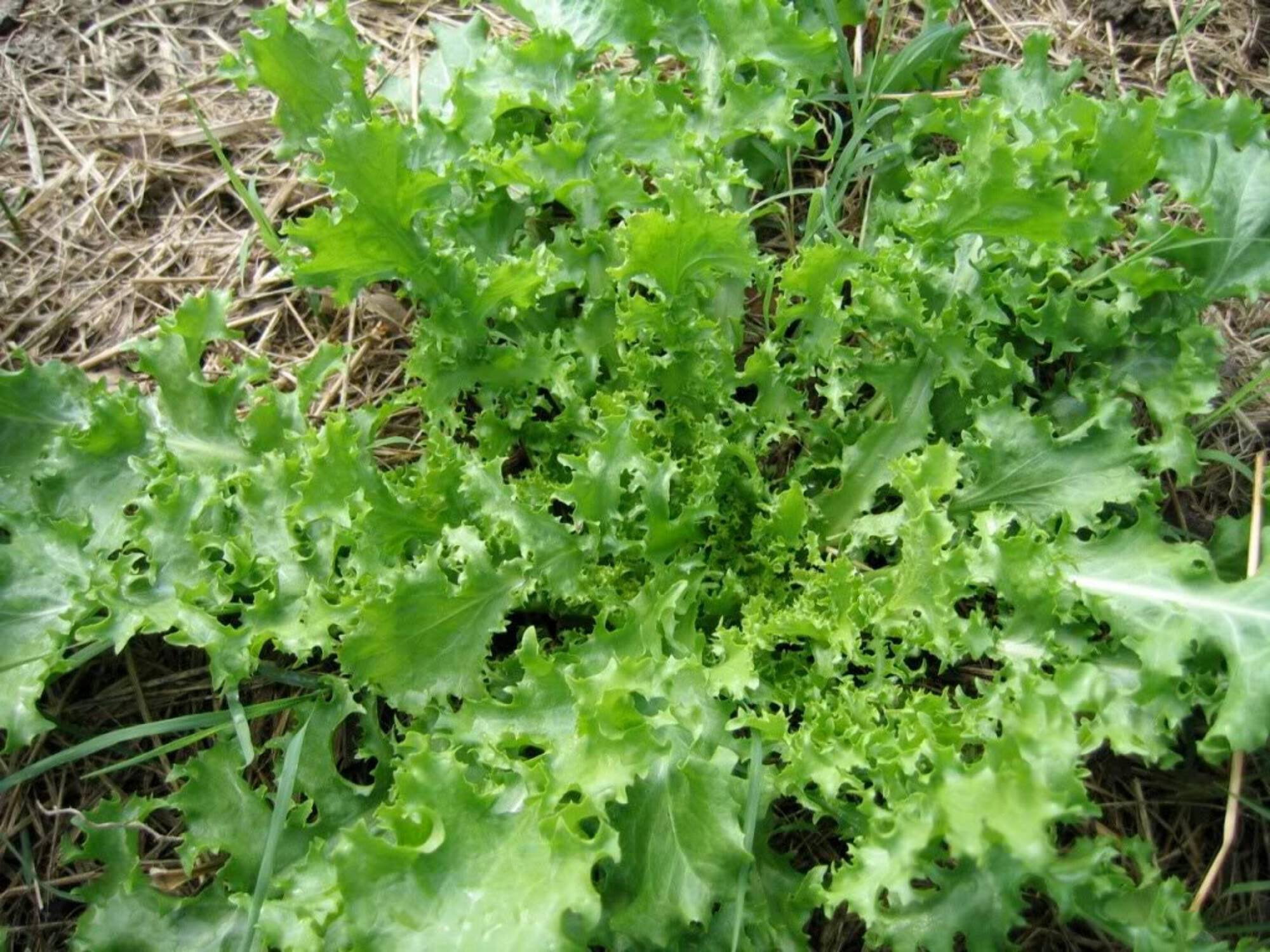 1000 Seeds SALAD KING ENDIVE Italian Chicory Greens Cichorium Endivia ...