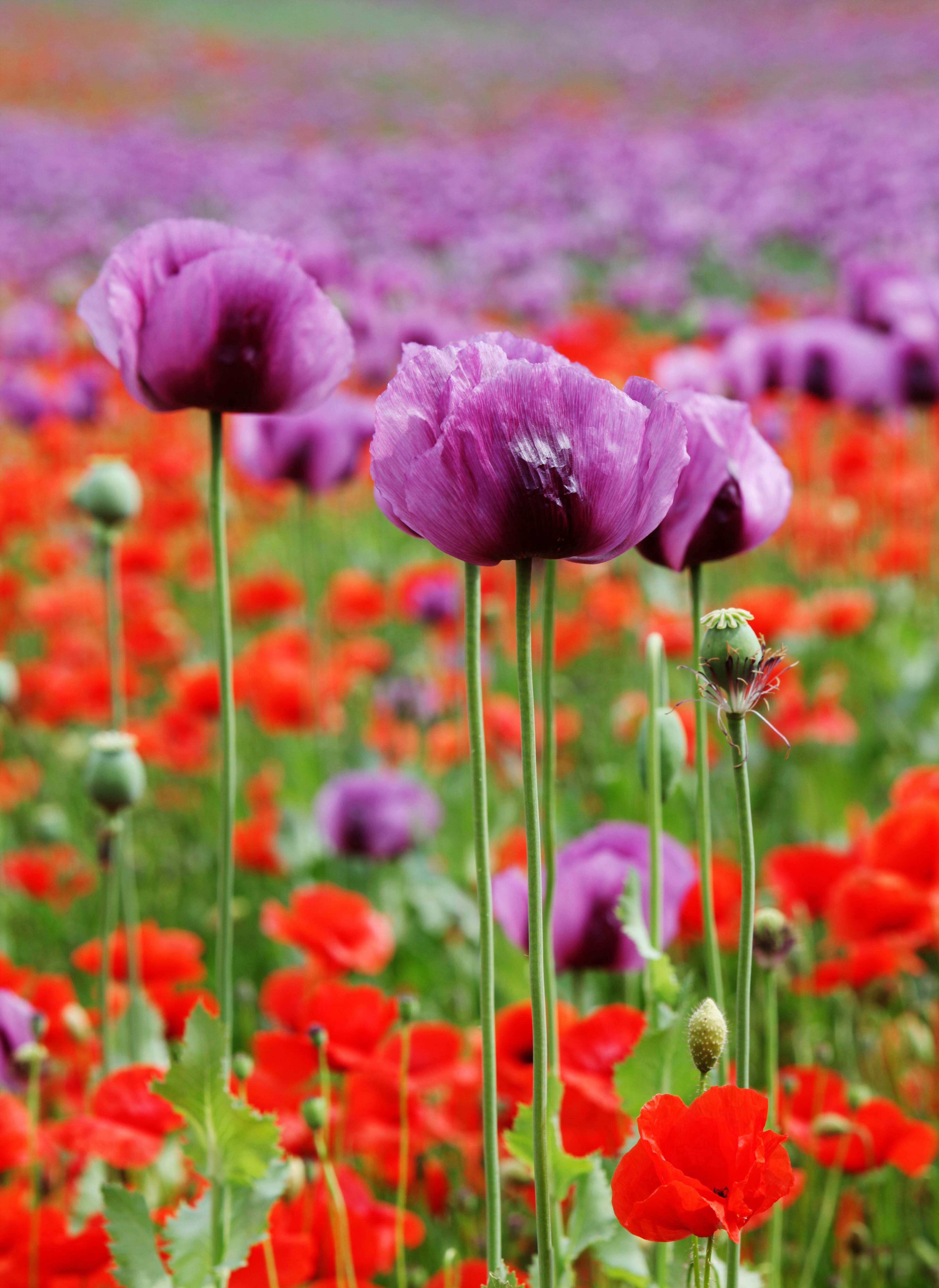 1000 Seeds SINGLE LILAC POPPY Papaver Somniferum Purple Heirloom Flower ...