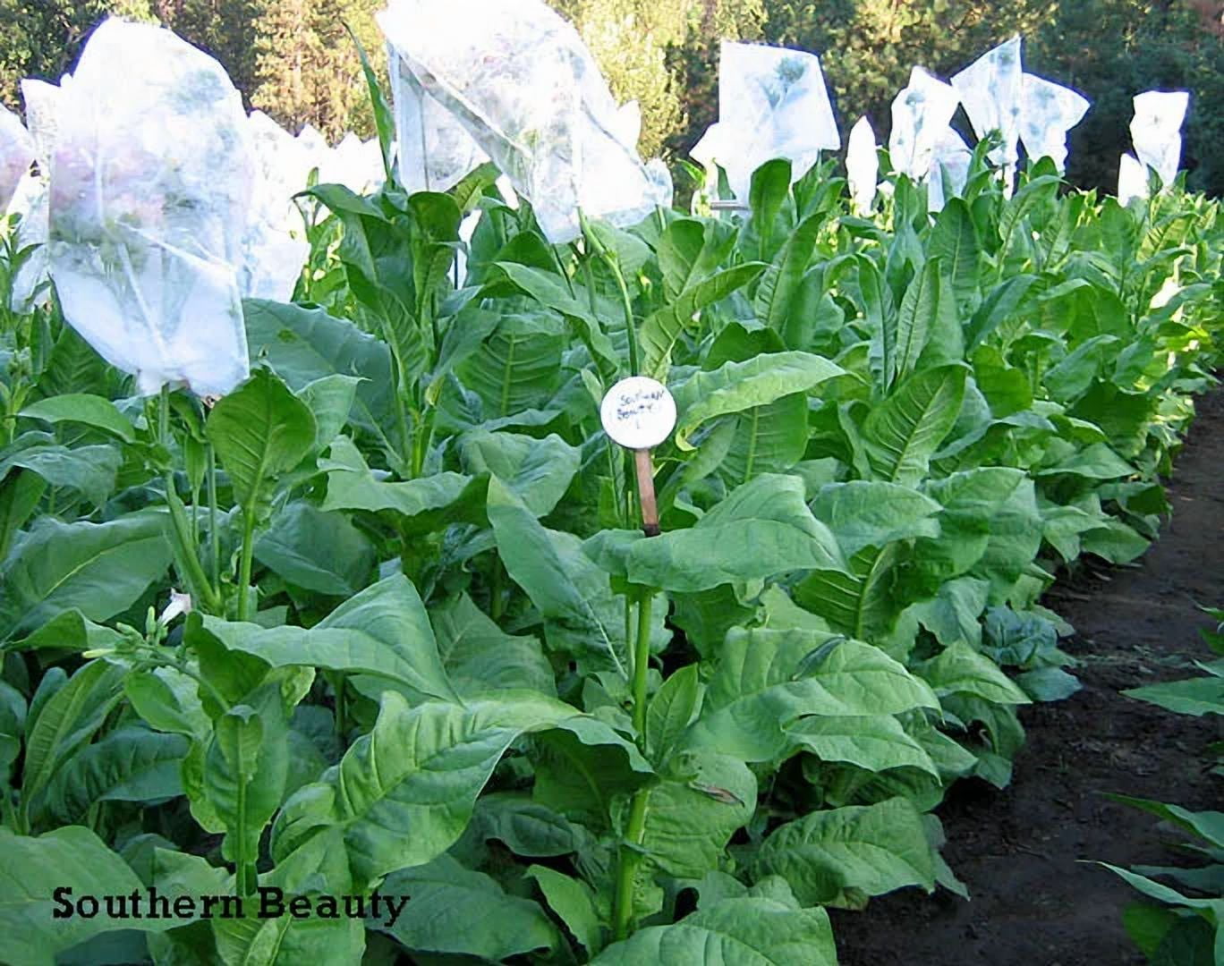 1000 Southern Beauty Tobacco Seeds ~ Heirloom ~ Quick and Vigorous ...