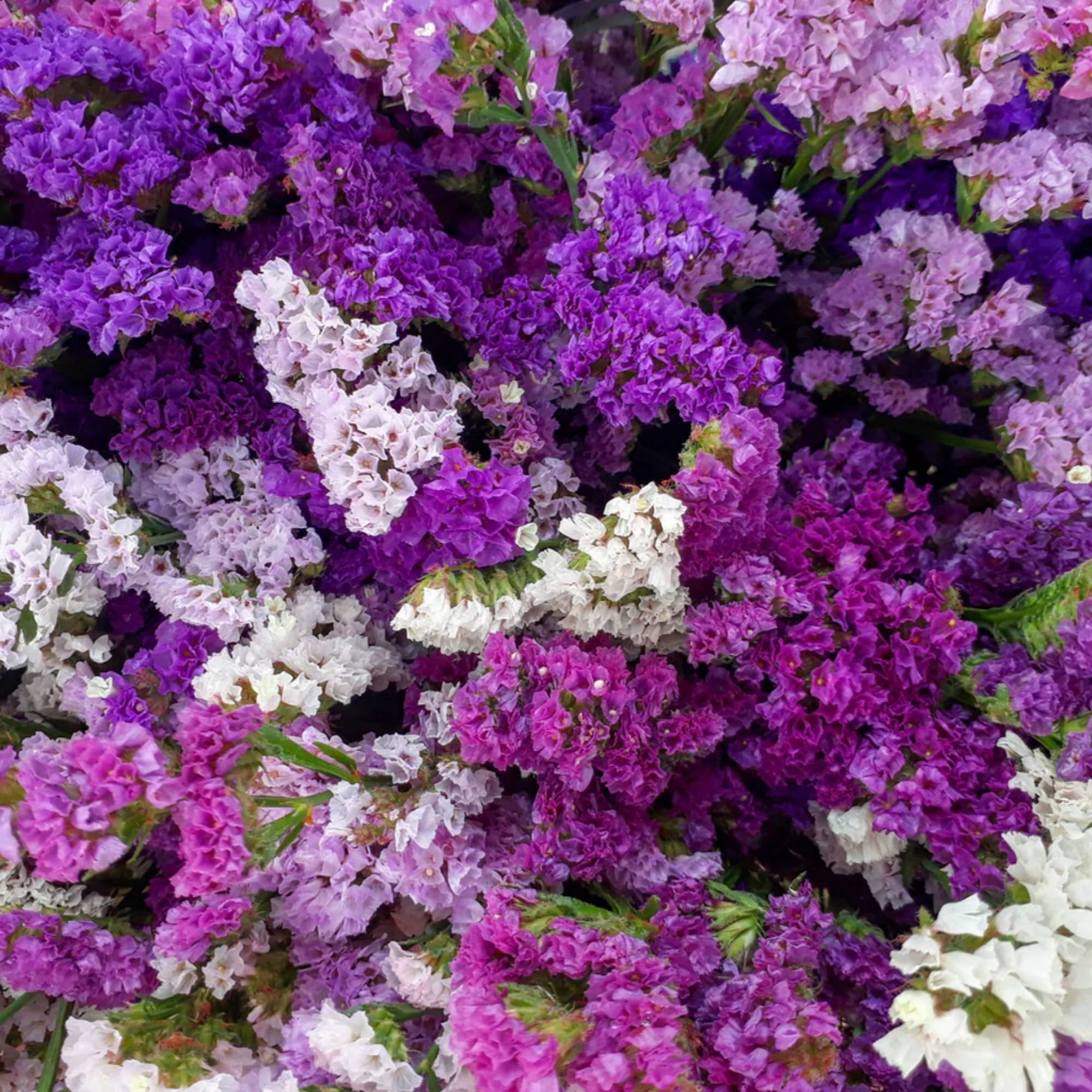 1000 Statice Flower AJH3 Seeds Annual Limonium Statice Flower Seeds for ...