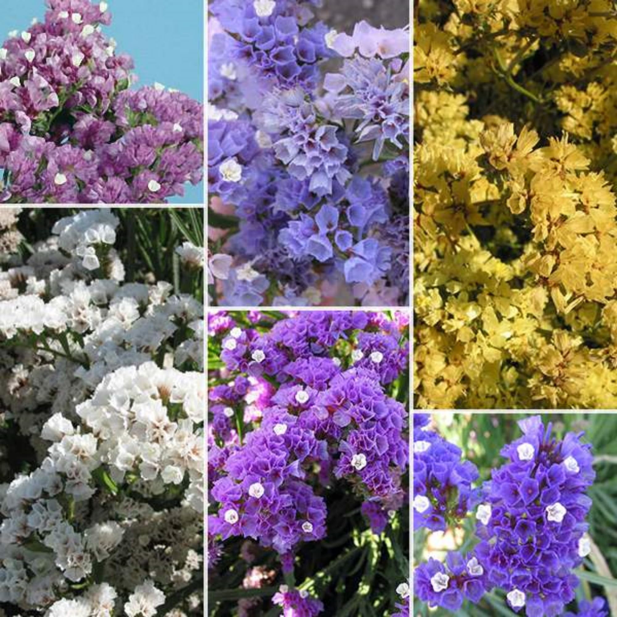 1000 Statice Flower TWE5 Seeds Annual Limonium Statice Flower Seeds for ...