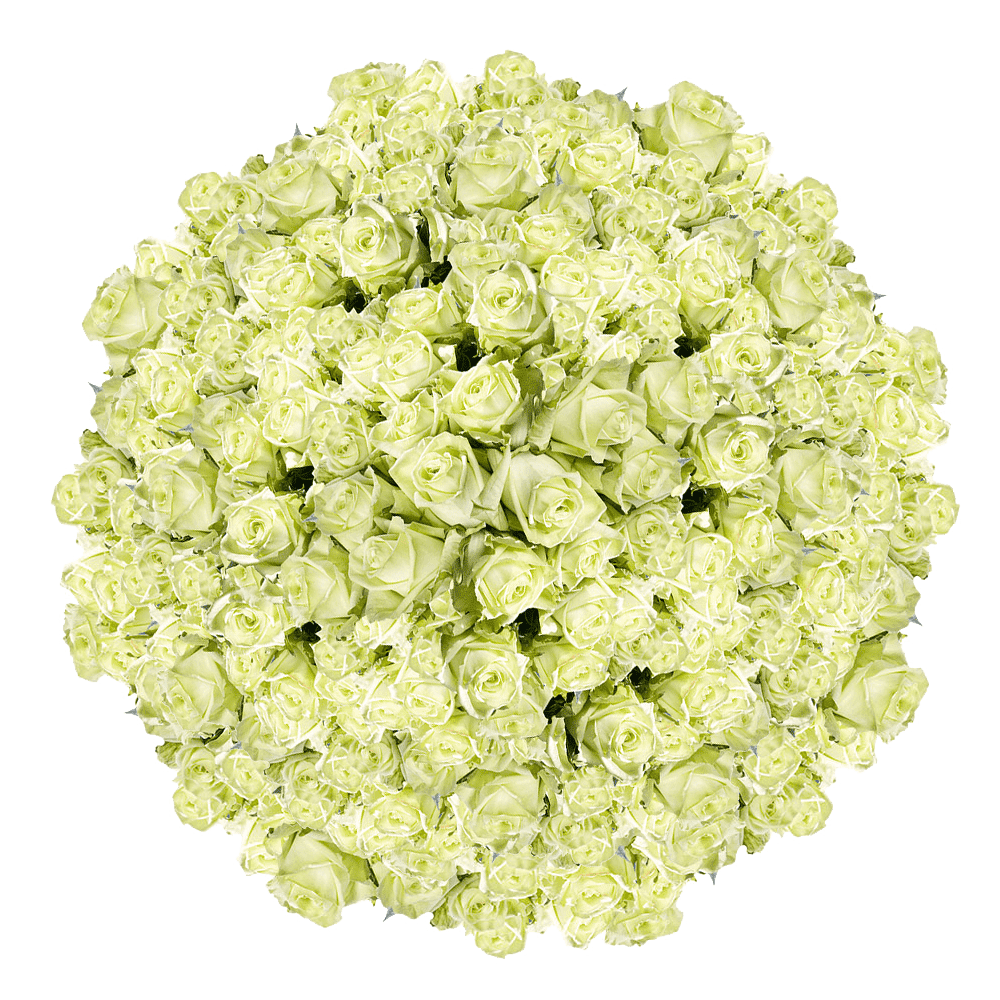 1000 Stems of Solid Green Color Roses- Beautiful Fresh Cut Flowers ...